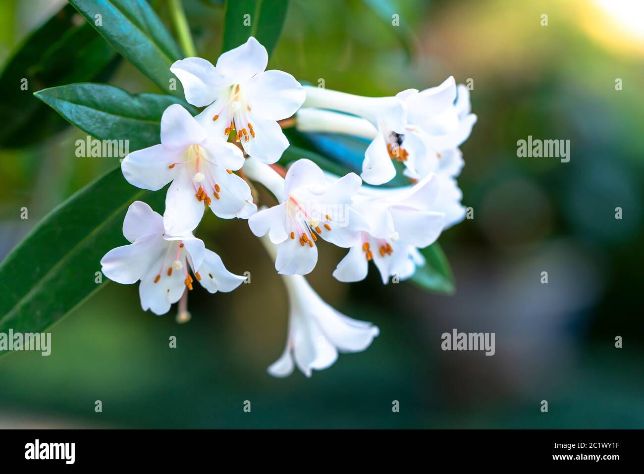 Australian azaleas bloom in a small garden. A flower used as ornamental ...