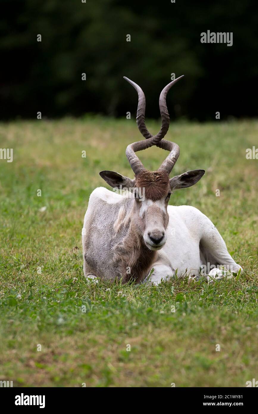 The addax hi-res stock photography and images - Alamy