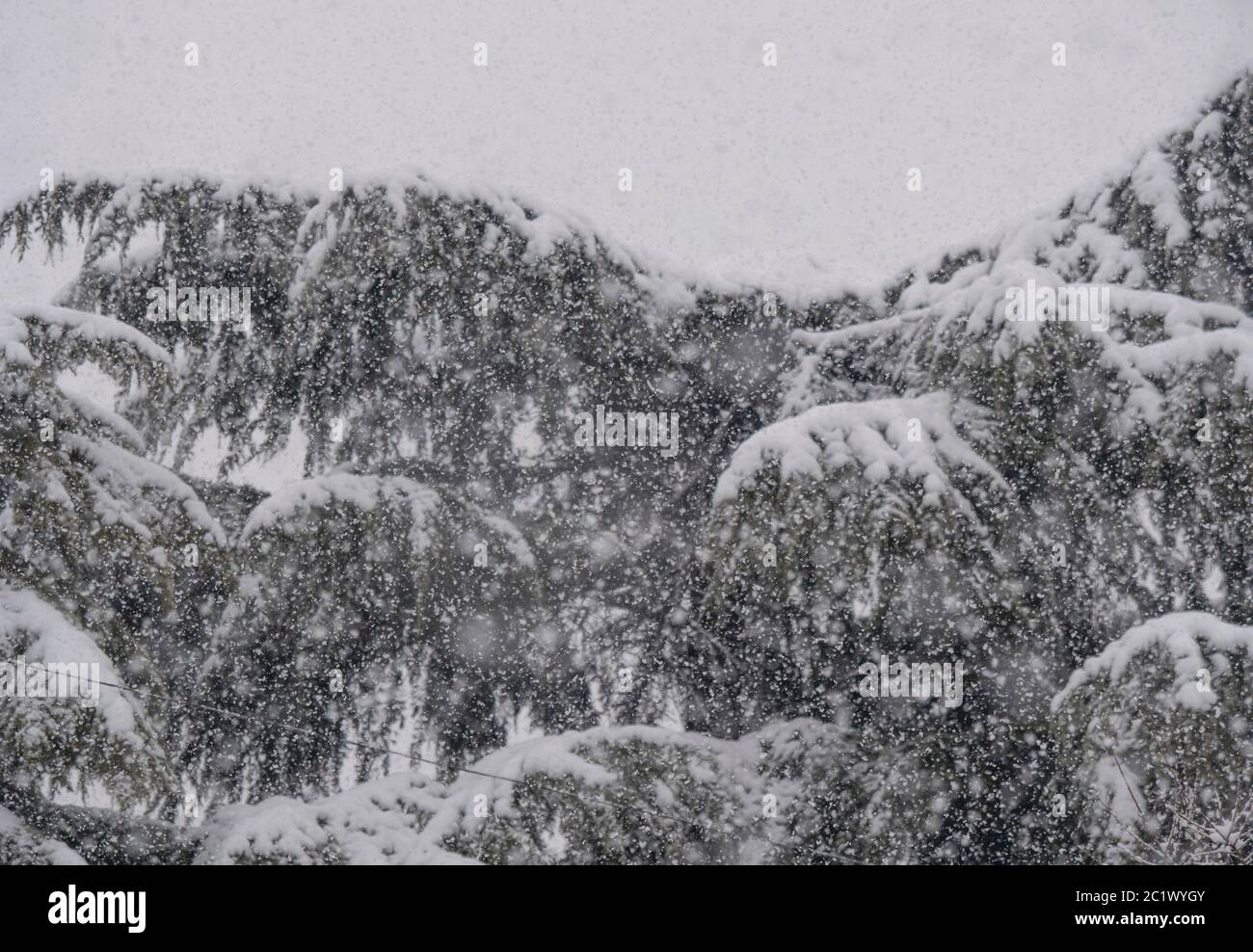 strong snowfall at pine tree, winter scene Stock Photo - Alamy