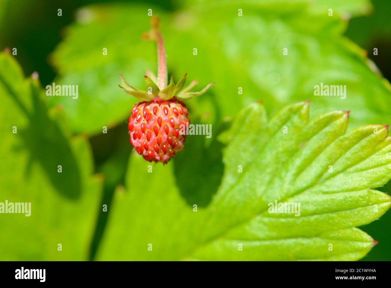 Wild Strawberry (Fragaria vesca) growing in a garden in Kent, UK - June ...