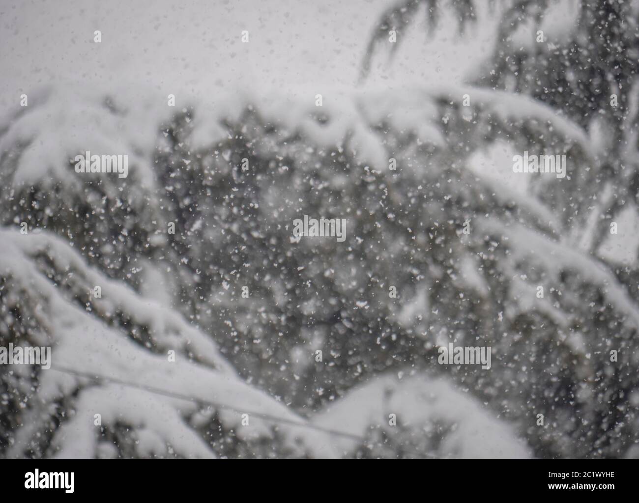 strong snowfall at pine tree, winter scene Stock Photo - Alamy