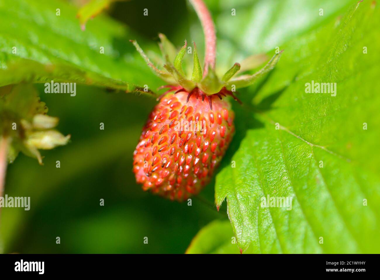 Wild Strawberry (Fragaria vesca) growing in a garden in Kent, UK - June ...