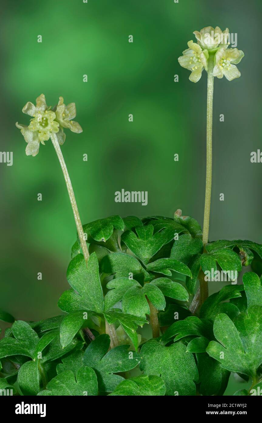 Moschatel, Five-faced bishop, Hollowroot, Muskroot, Townhall clock ...