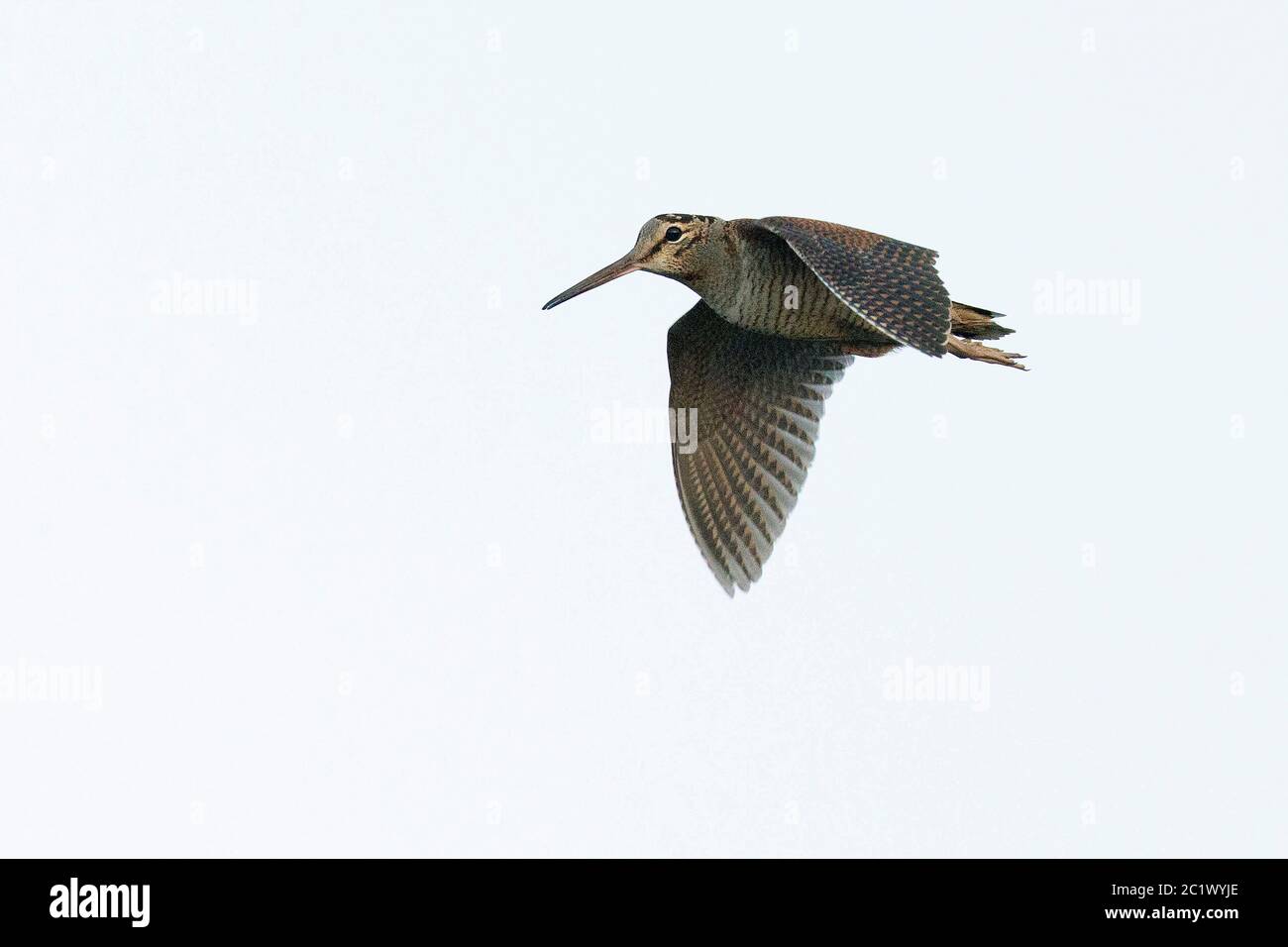 Eurasian woodcock (Scolopax rusticola), in display flight at dusk ...