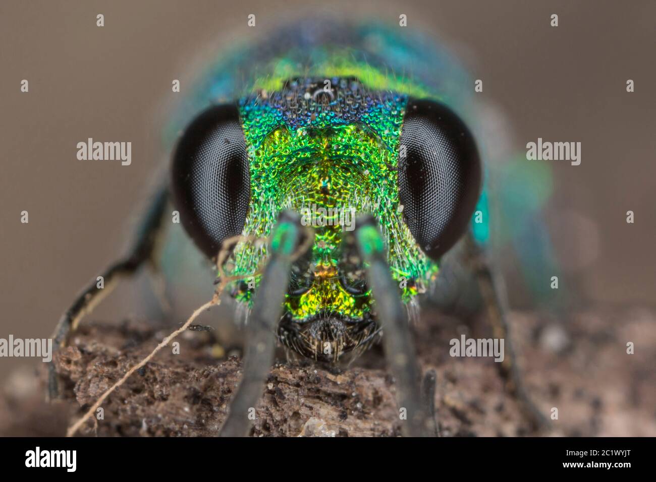 common gold wasp, ruby-tail, ruby-tailed wasp (Chrysis ignita agg ...