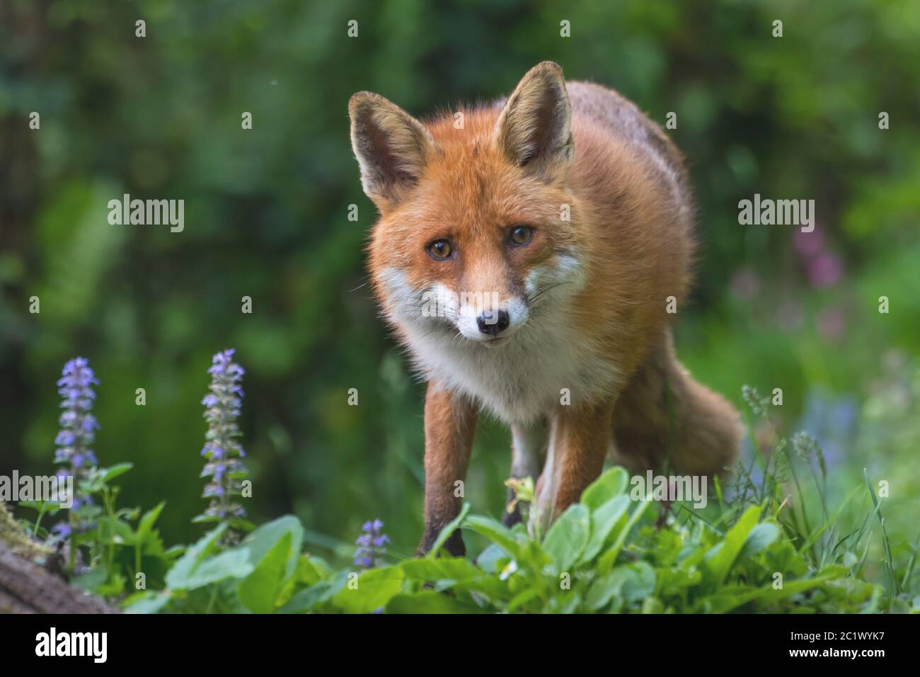 red fox (Vulpes vulpes), foraging between forest flowers, front view, Switzerland, Sankt Gallen ...