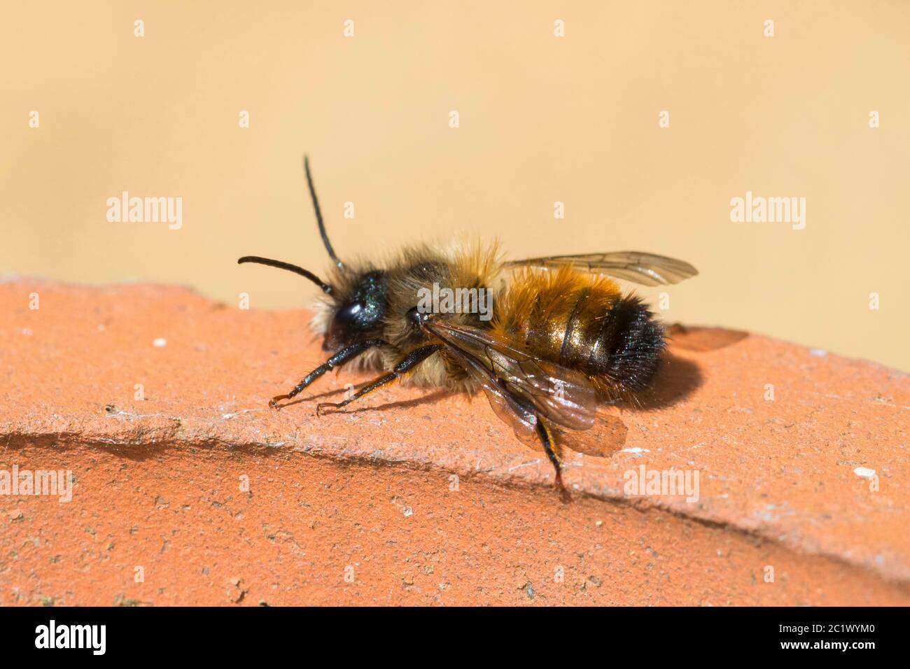 red mason bee (Osmia rufa, Osmia bicornis), male, Germany Stock Photo ...