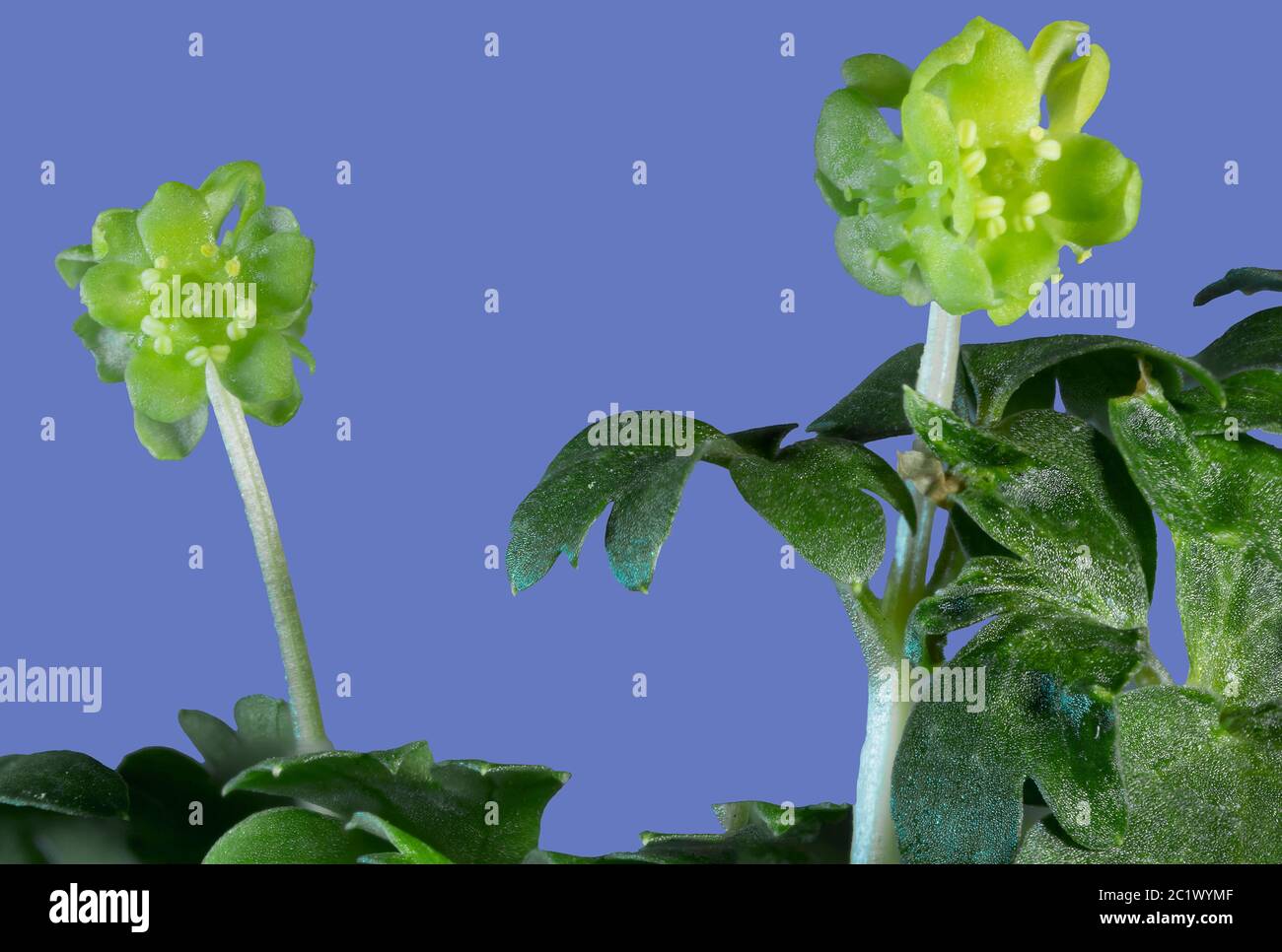 Moschatel, Five-faced bishop, Hollowroot, Muskroot, Townhall clock ...