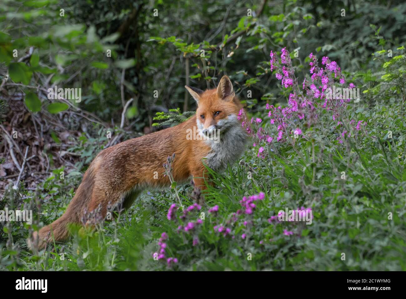 red fox (Vulpes vulpes), foraging between forest flowers, side view, Switzerland, Sankt Gallen ...