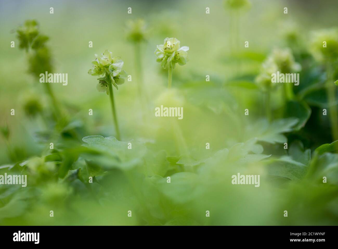Moschatel, Five-faced bishop, Hollowroot, Muskroot, Townhall clock ...