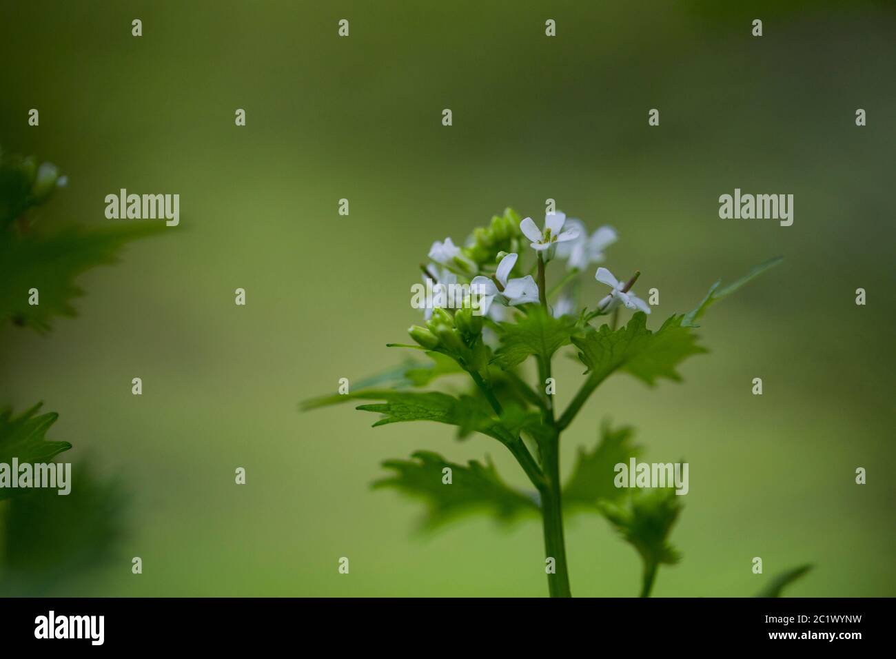 Garlic mustard, Hedge Garlic, Jack-by-the-Hedge (Alliaria petiolata ...