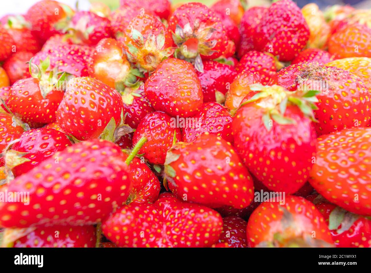 Strawberry. Fresh organic berries macro. Fruit background Stock Photo ...