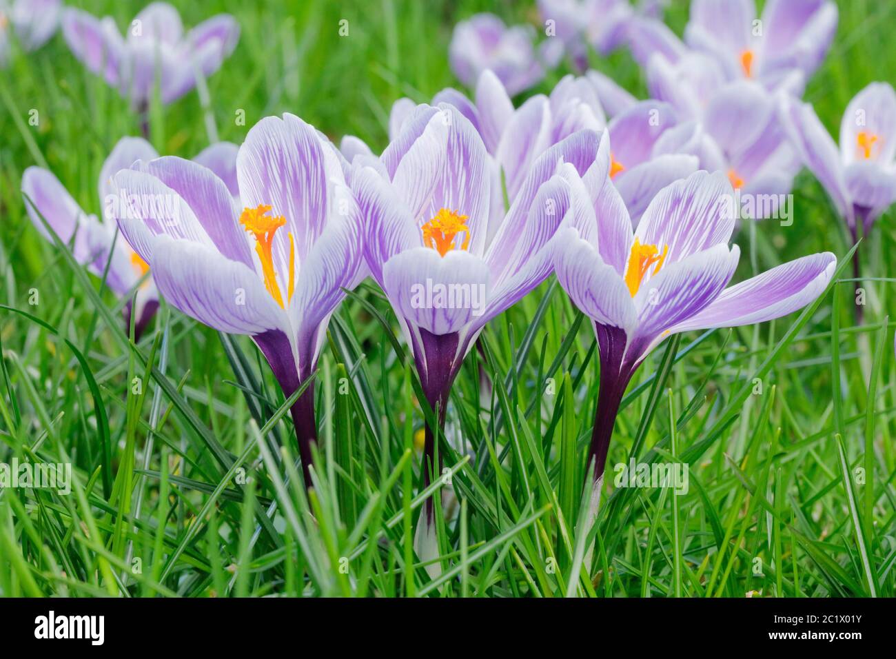 Dutch crocus, spring crocus (Crocus vernus, Crocus neapolitanus ...