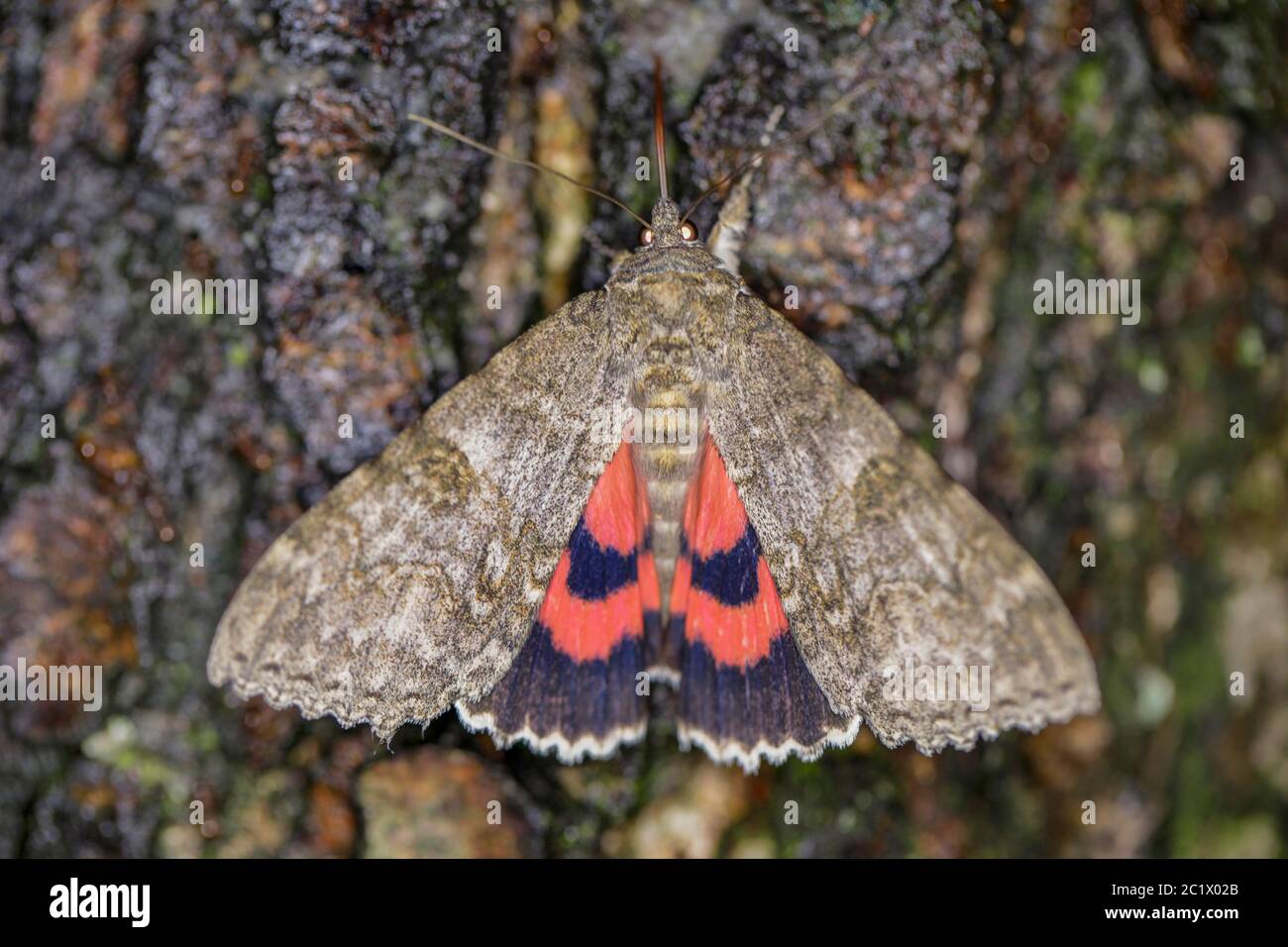 Red underwing moths hi-res stock photography and images - Alamy