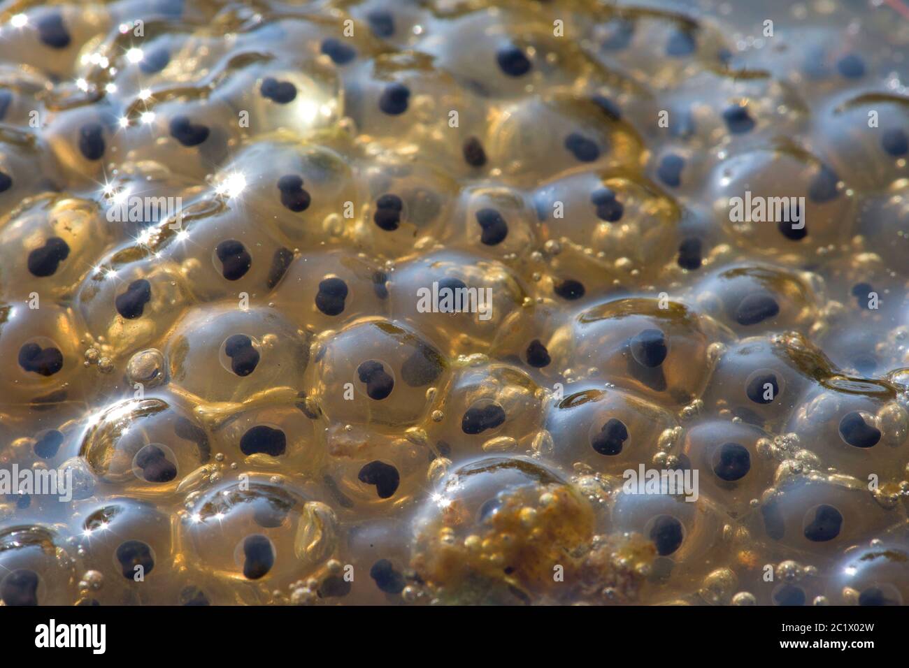 Spawn amphibian wildlife hi-res stock photography and images - Alamy