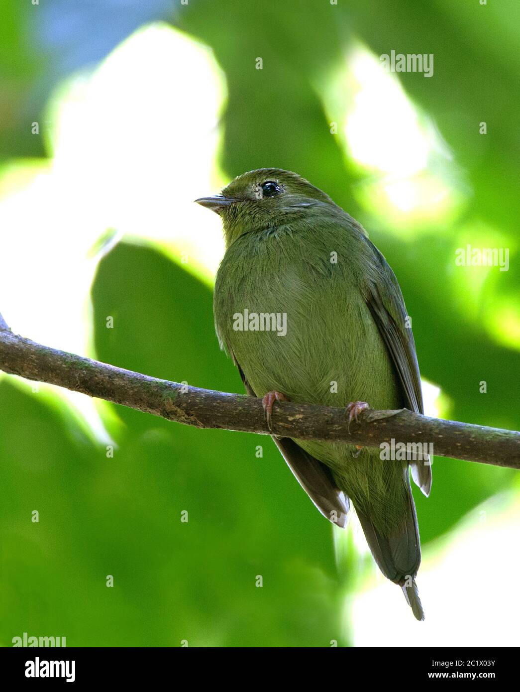 Swallow tailed manakin hi-res stock photography and images - Alamy