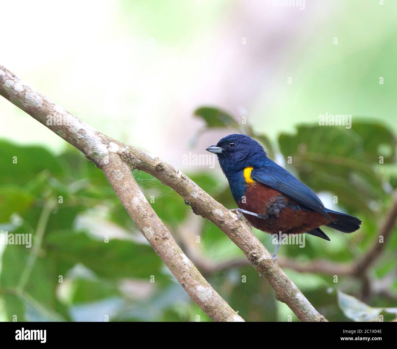 chestnut-bellied euphonia (Euphonia pectoralis), adult male on a branch ...