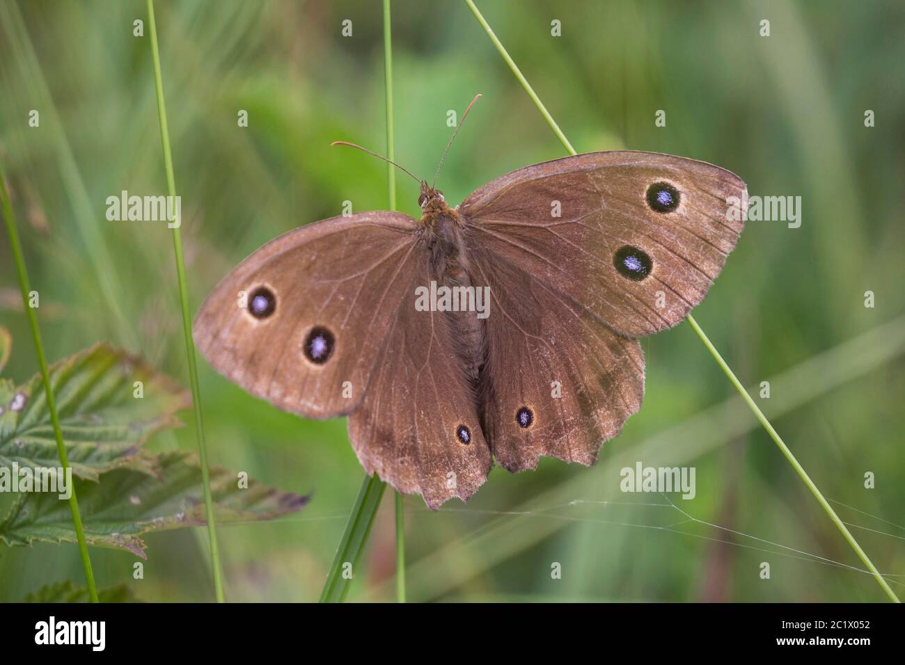 dryad (Minois dryas, Satyrus dryas), female on a blade of grass ...