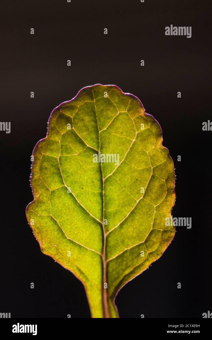 Common bugle, Creeping bugleweed (Ajuga reptans), leaf against black ...