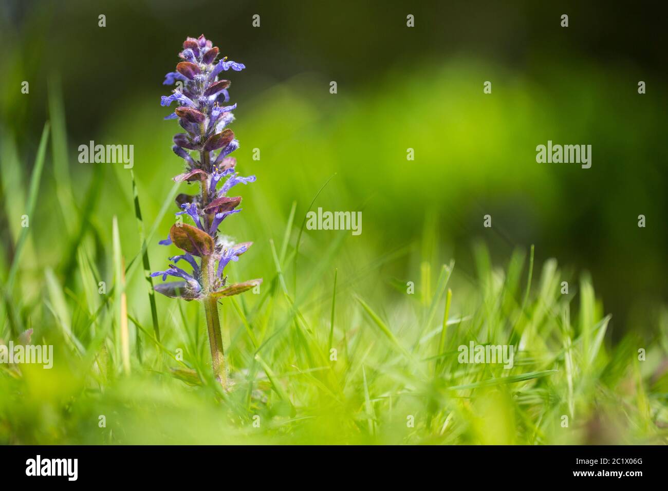 Common bugle, Creeping bugleweed (Ajuga reptans), inflorescence ...