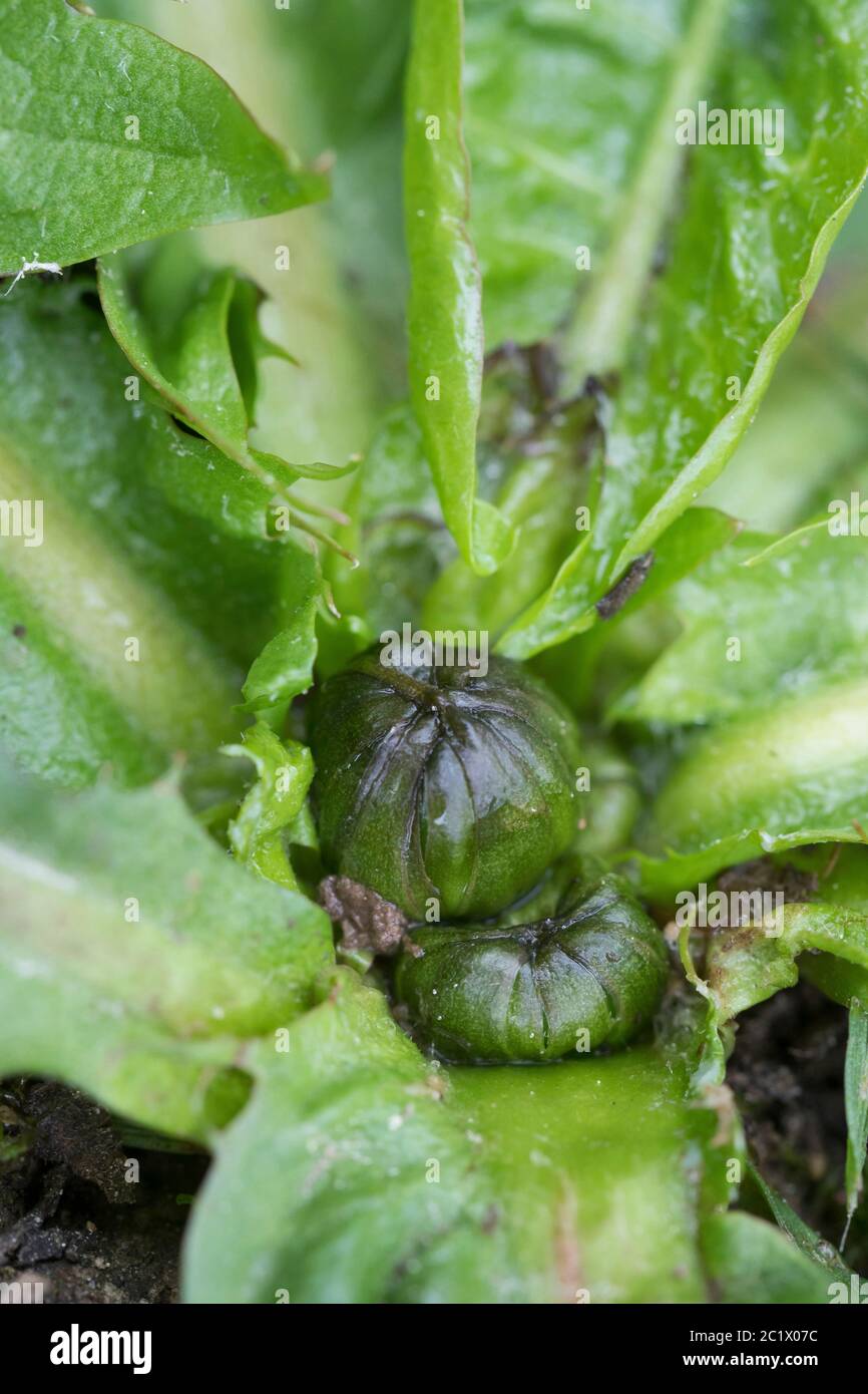 Rosette leaves hi-res stock photography and images - Alamy