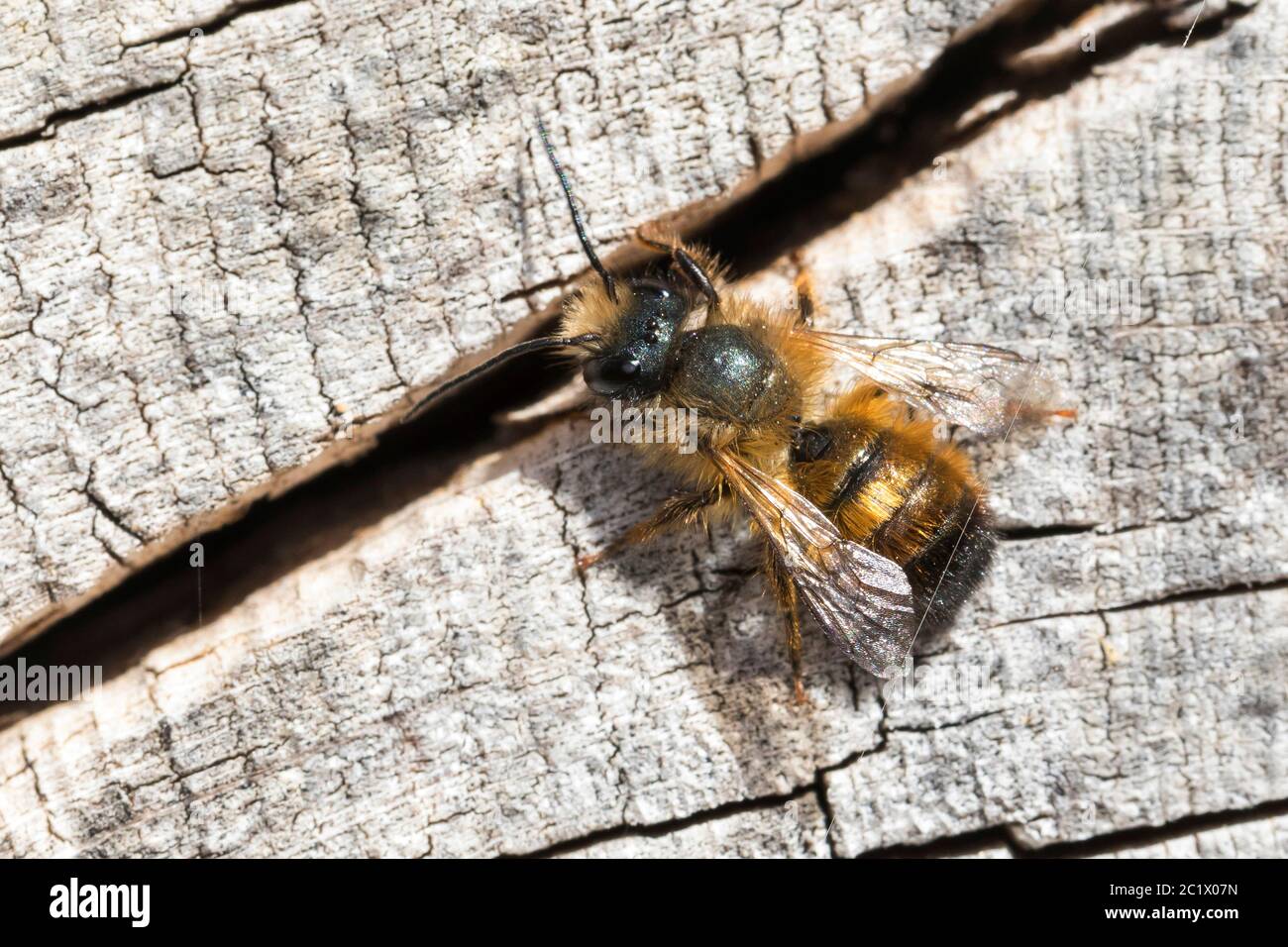 red mason bee (Osmia rufa, Osmia bicornis), male, Germany Stock Photo ...