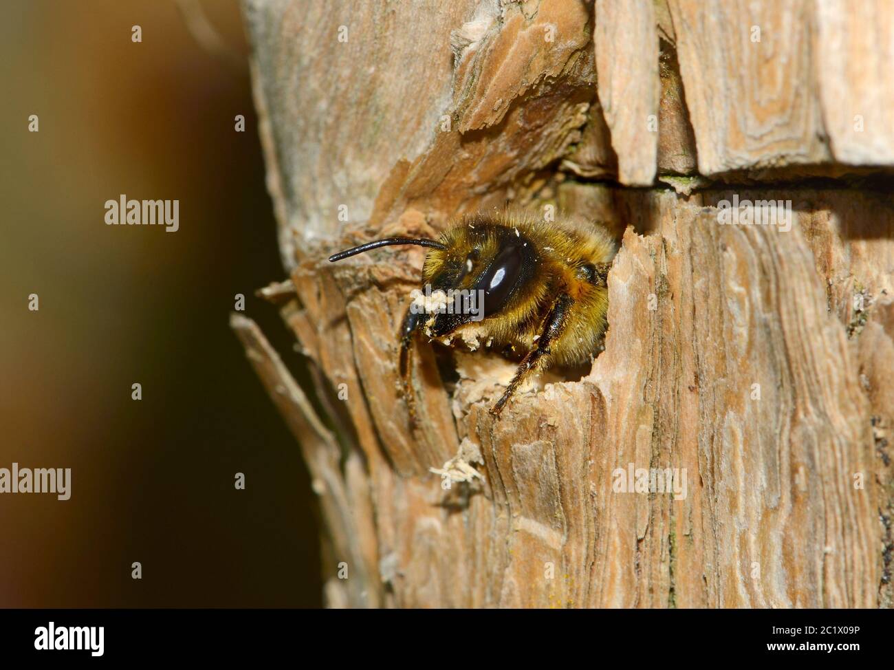 Leafcutter Bee species (Megachilidae) probably the Patchwork leafcutter ...
