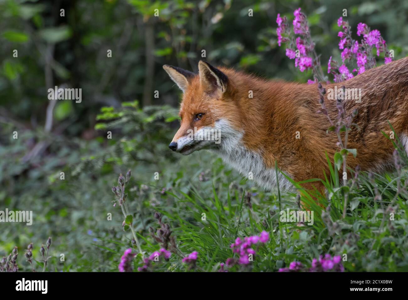 red fox (Vulpes vulpes), foraging between forest flowers, side view, Switzerland, Sankt Gallen ...