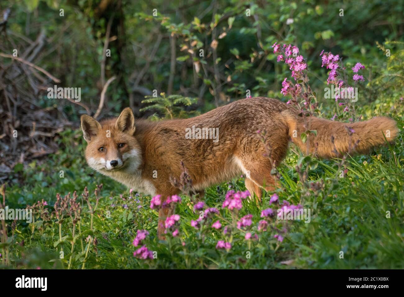 red fox (Vulpes vulpes), foraging between forest flowers, side view, Switzerland, Sankt Gallen ...