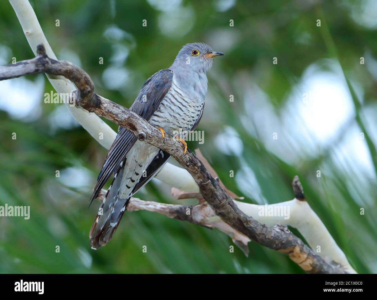 Oriental Cuckoo, Horsfield's Cuckoo (Cuculus optatus), perches on a ...