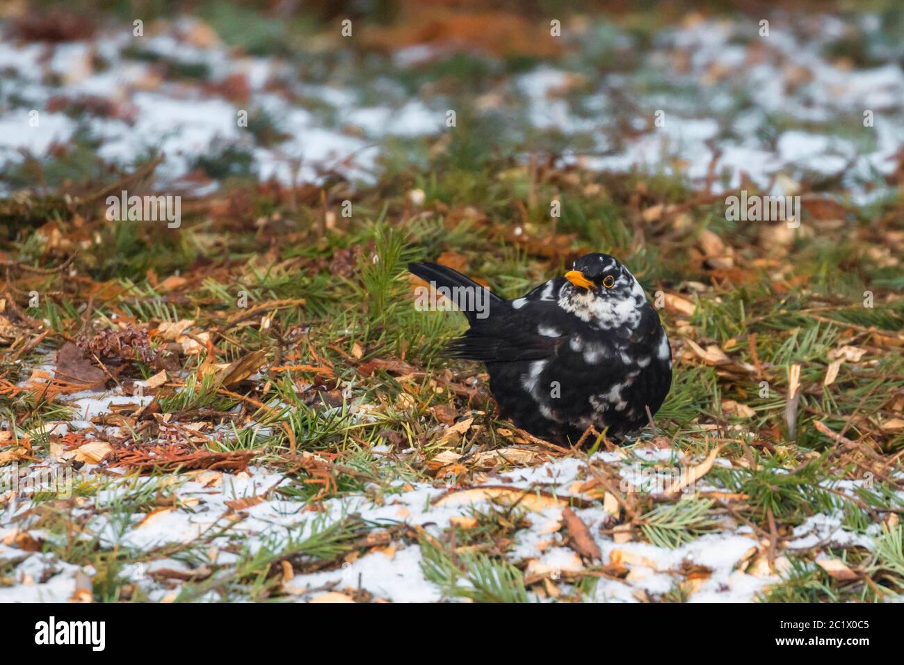 Extremly rare animals hi-res stock photography and images - Alamy