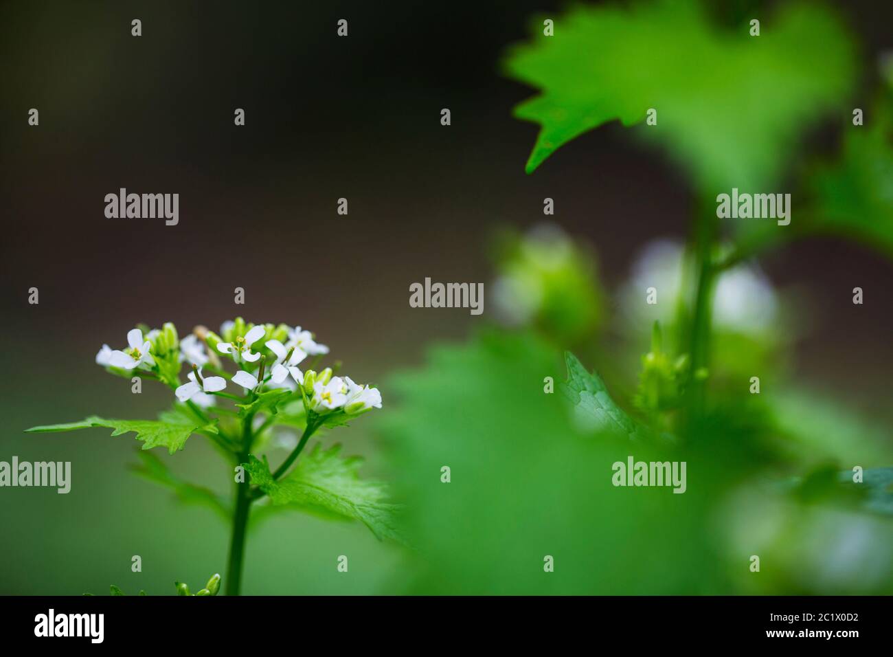 Garlic mustard, Hedge Garlic, Jack-by-the-Hedge (Alliaria petiolata ...