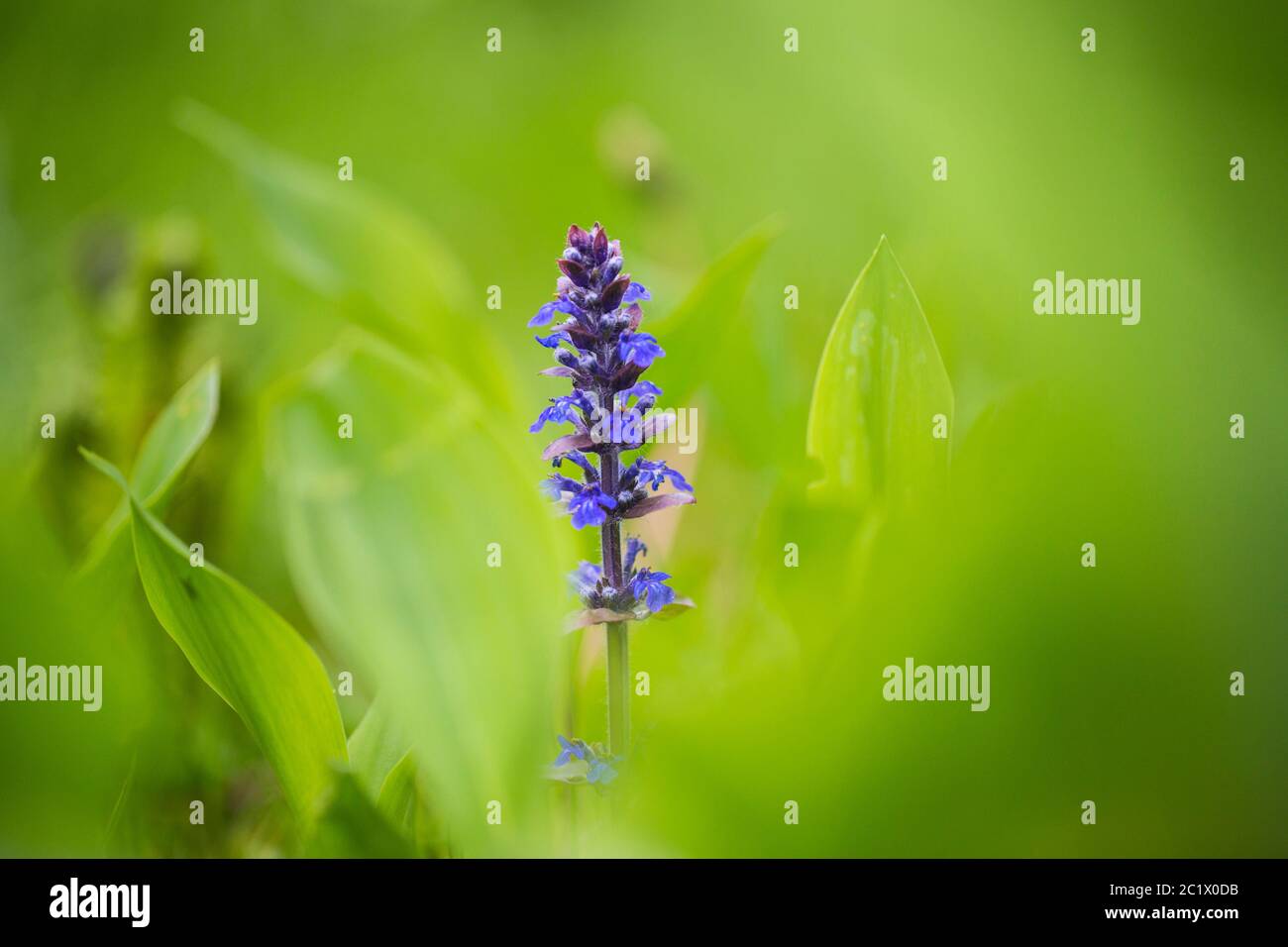 Common bugle, Creeping bugleweed (Ajuga reptans), blooming in a meadow ...