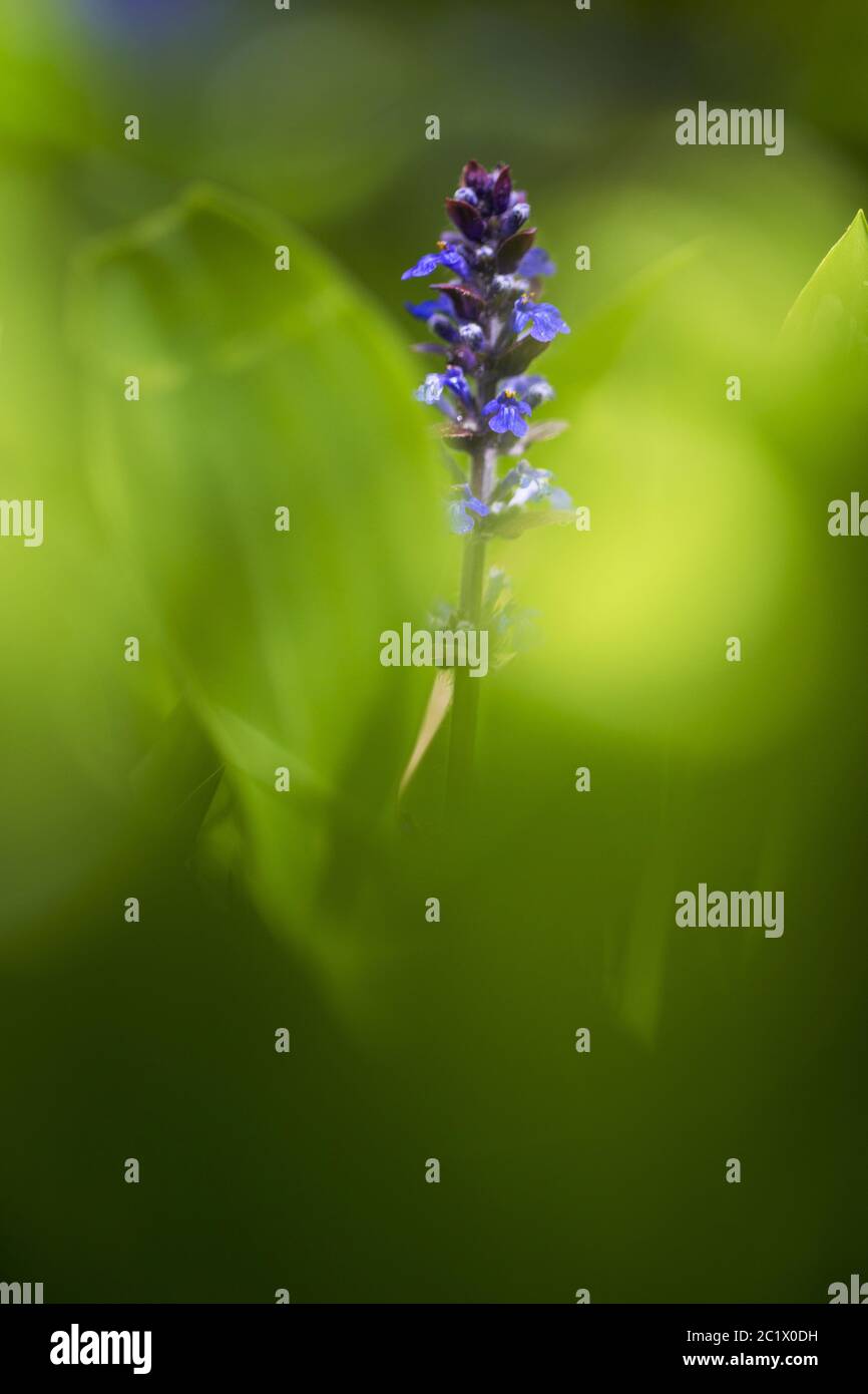 Common bugle, Creeping bugleweed (Ajuga reptans), inflorescence ...