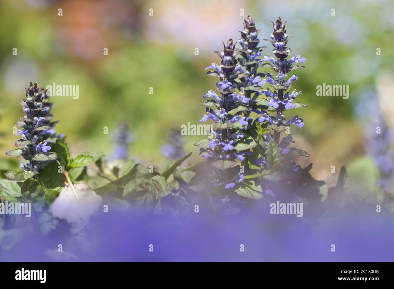 Common bugle, Creeping bugleweed (Ajuga reptans), inflorescence ...
