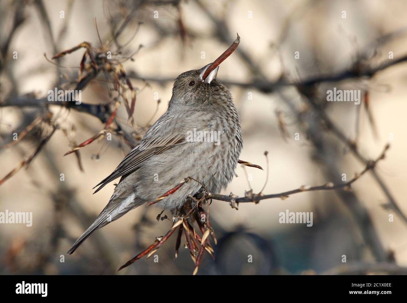 Caucasian great rosefinch (Carpodacus rubicilla kobdensis, Carpodacus ...