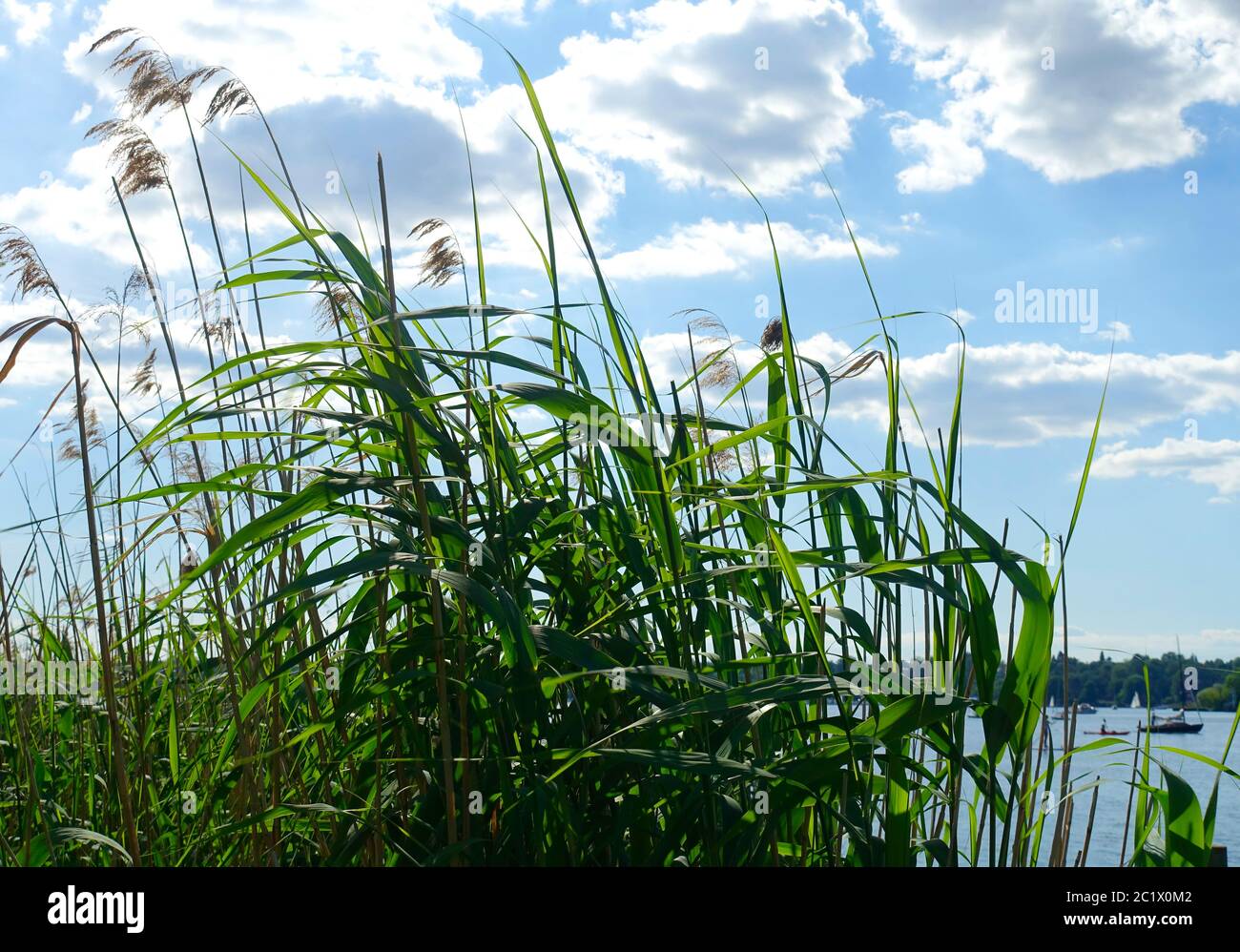 Reed bed in Berlin Stock Photo - Alamy