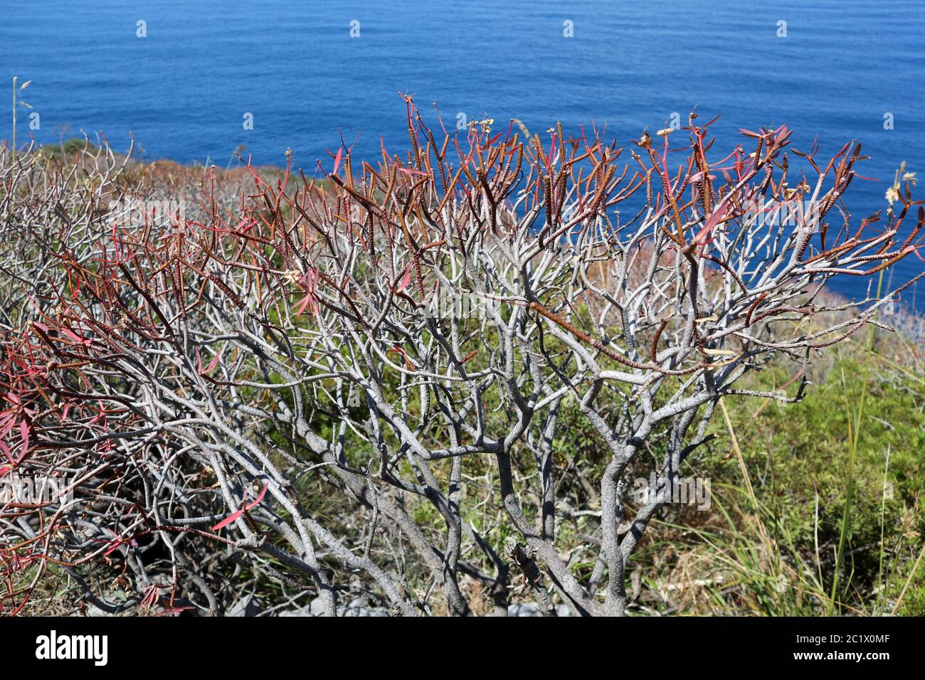 Arbusto cespuglio hi-res stock photography and images - Alamy