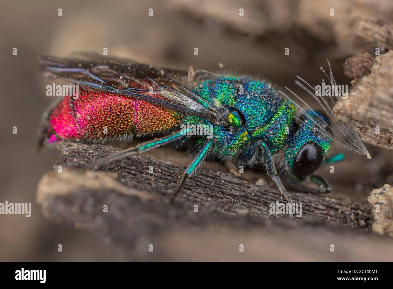 common gold wasp, ruby-tail, ruby-tailed wasp (Chrysis ignita agg ...