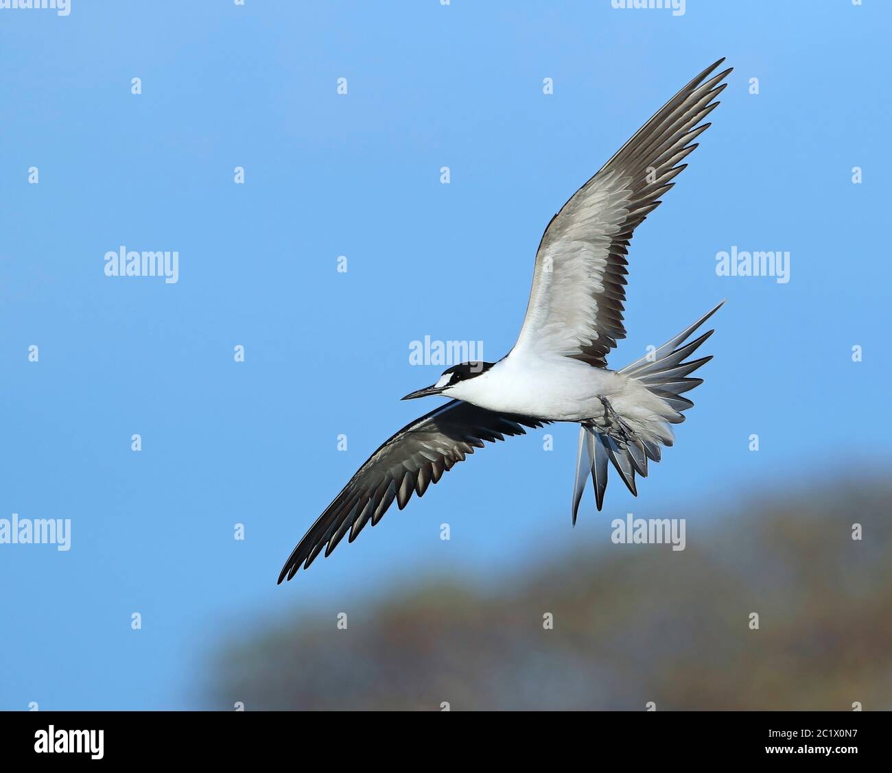 sooty tern (Sterna fuscata, Onychoprion fuscatus), in flight, Australia ...