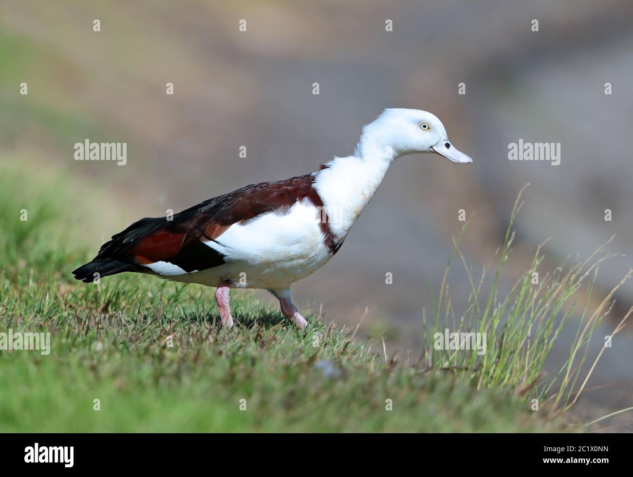Radjah shelduck, Raja shelduck, Black-backed shelduck, Burdekin duck ...