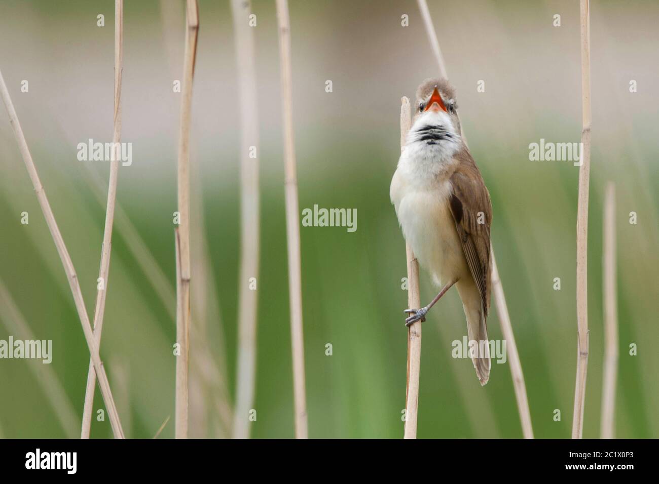 great reed warbler (Acrocephalus arundinaceus), singing male in reed ...
