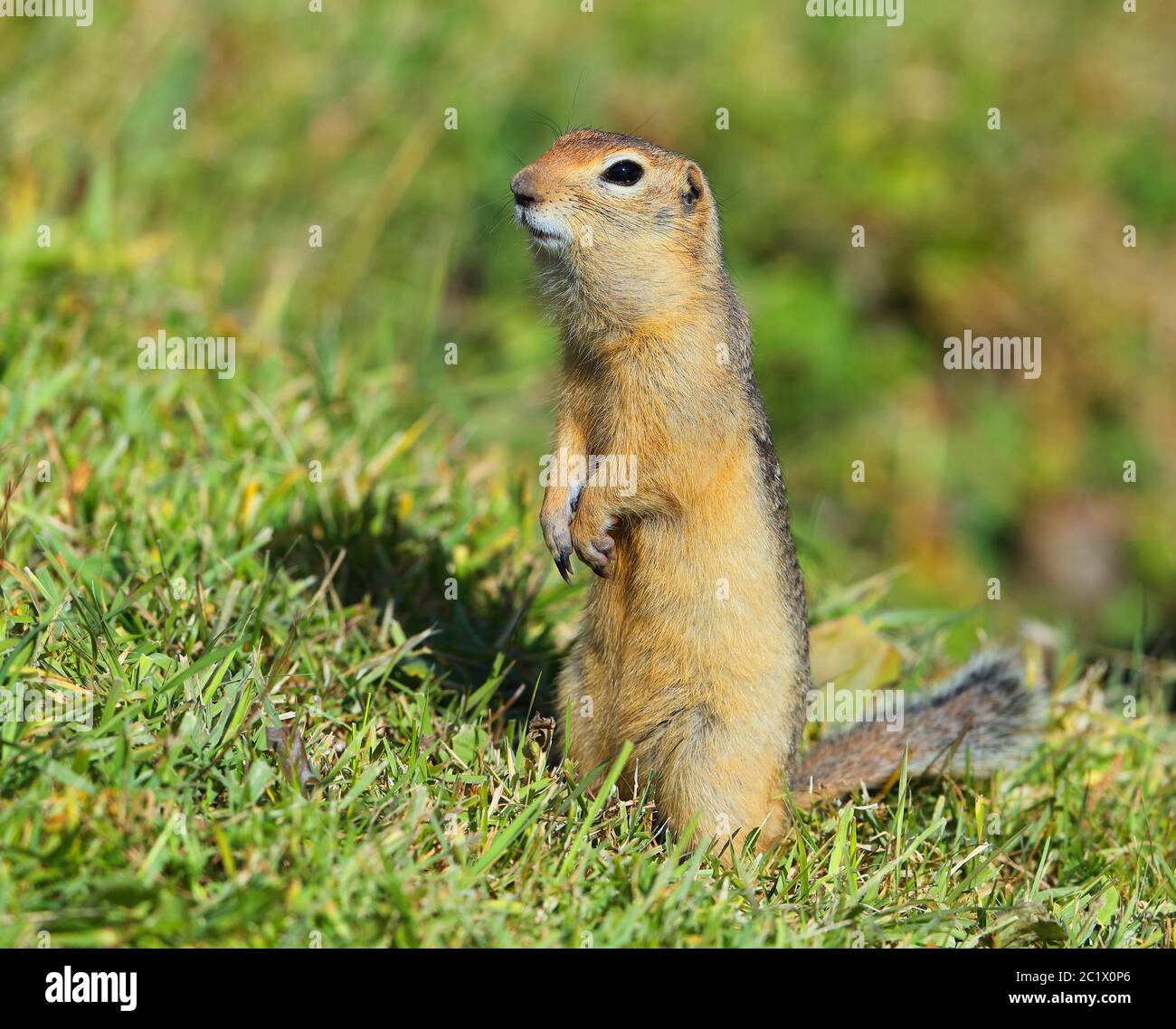 Arctic ground squirrel, Long-tailed suslik, Long-tailed ground squirrel ...