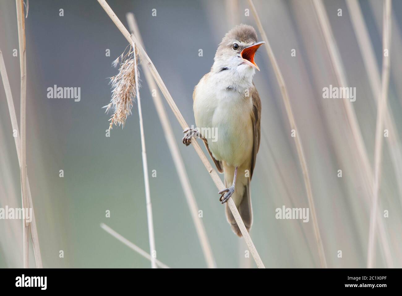 great reed warbler (Acrocephalus arundinaceus), singing male in reed ...
