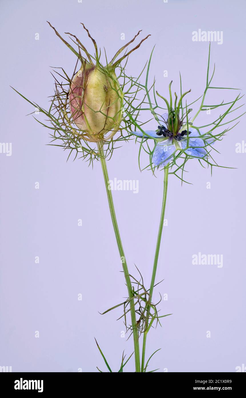 devil-in-the-bush, love-in-a-mist (Nigella damascena), flower and fruit ...