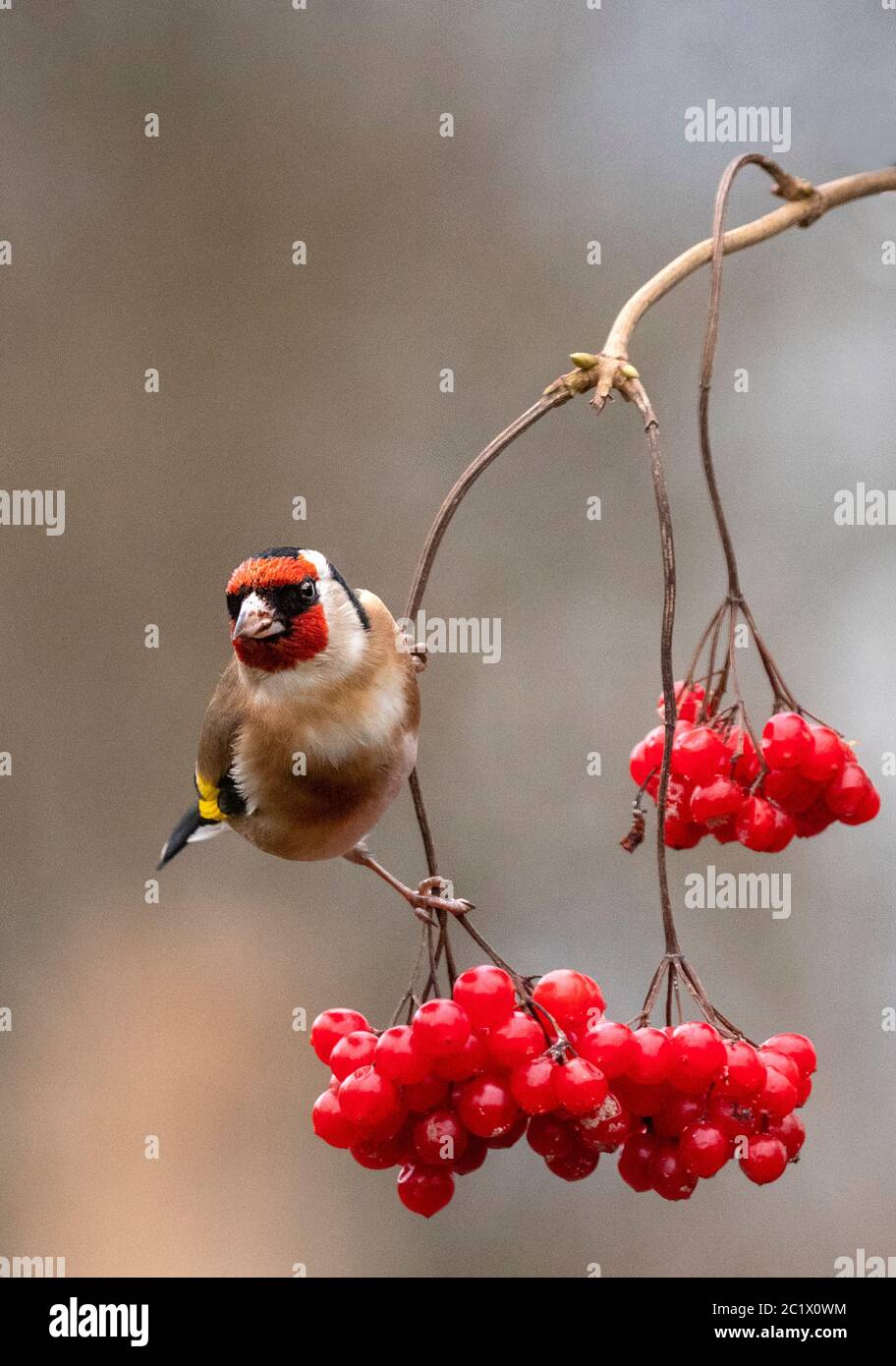 Goldfinch in red berries hi-res stock photography and images - Alamy
