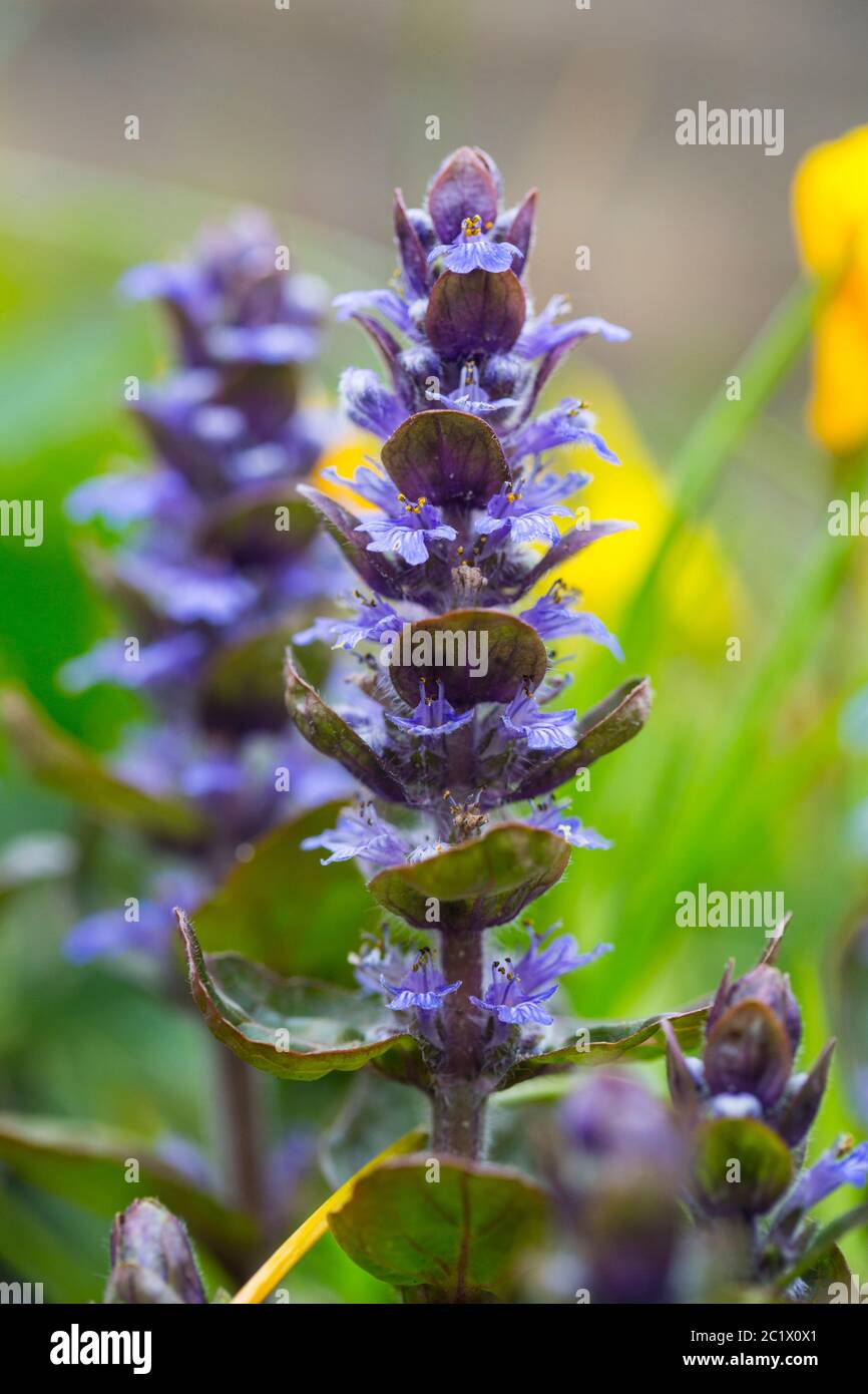 Common bugle, Creeping bugleweed (Ajuga reptans), inflorescence ...