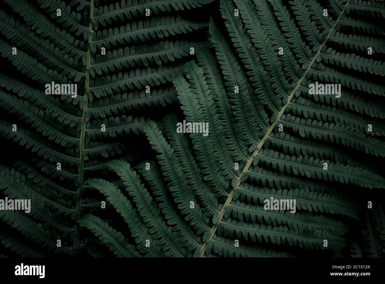 Fern leaves texture. Nature concept close up Stock Photo - Alamy