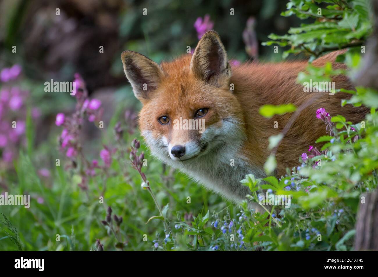 red fox (Vulpes vulpes), foraging between forest flowers, Switzerland, Sankt Gallen Stock Photo ...