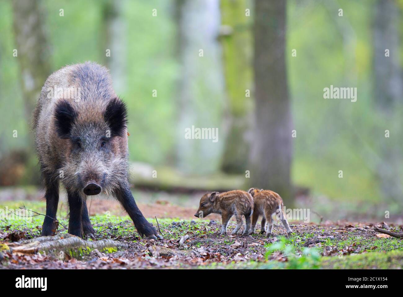 Female Pig High Resolution Stock Photography and Images - Alamy